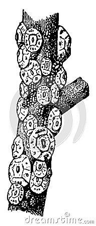 Barnacle Scale, Vintage Illustration Cartoon Vector | CartoonDealer.com ...