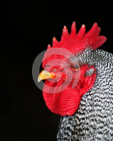 Barred Rock Rooster Stock Photography - Image: 2269752