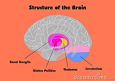 Basal Ganglia Cartoon Vector | CartoonDealer.com #6038055