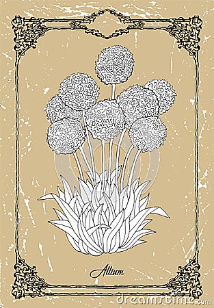 Vector Drawing Of Allium Flower On Texture Background. | CartoonDealer ...