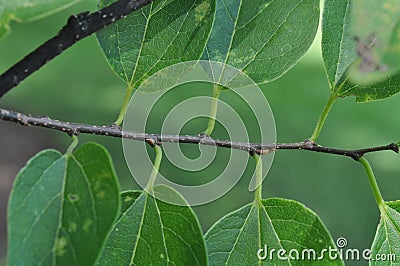 Basic Tree Identification: Alternate Leaf Arrangement Stock Photo ...