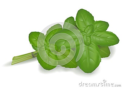 Basil Leaves. Vector. | CartoonDealer.com #15829802