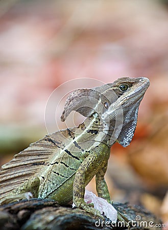 Frilled-necked lizard stock photo. Image of camouflauged - 2101558