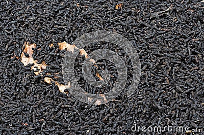 Bat Droppings Stock Images - Image: 1114264