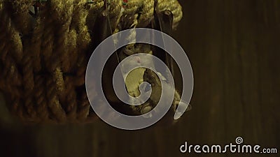 Bat Microchiroptera Hanging Upside Down Stock Video - Video of mouse ...