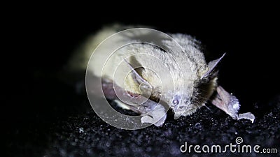 Bat Night Lying On The Ground Stock Footage - Video of rabies, artibeus ...