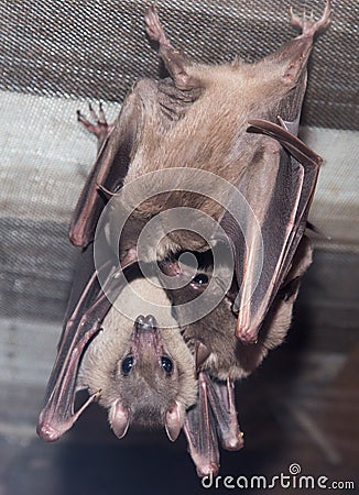 Bat At The Zoo Stock Photo | CartoonDealer.com #106831734