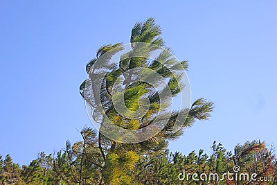 Baum Im Wind Stockfoto - Bild: 61800400