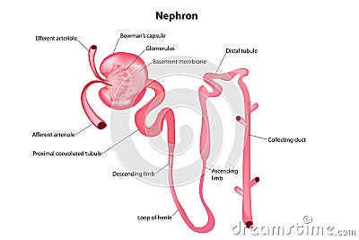 Nephron Diagram Cartoon Vector | CartoonDealer.com #321336331
