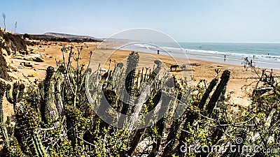 Beach Cactus Timelapse 4k stock footage. Video of people - 79638966