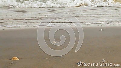 Beach Sand with Ocean Waves Gently Rolling Toward Sea Shells on Shore ...