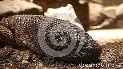 Beaded Lizard with Bumpy Skin Head Close-up Stock Footage - Video of ...