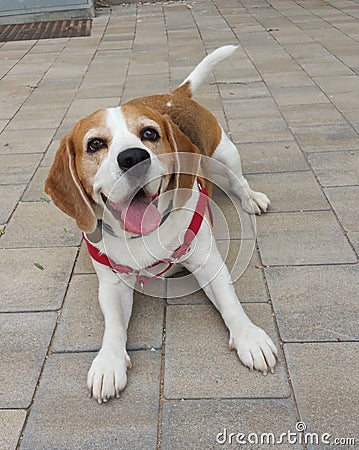 Beagle Lying In Park Stock Image | CartoonDealer.com #126733087