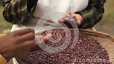 Beans Sorting Tight stock footage. Video of tight, shot - 56120038