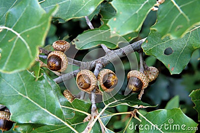 Bear Oak Or Scrub Oak Acorns Stock Photo - Image: 66630259
