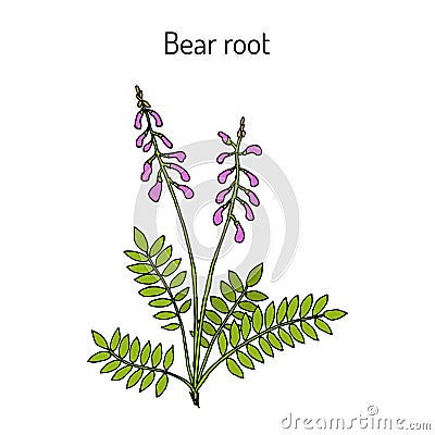 Bear Root Hedysarum Neglectum , Medicinal Plant Vector Illustration ...