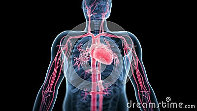 Beating heart stock footage. Video of anatomical, vasculary - 68300472