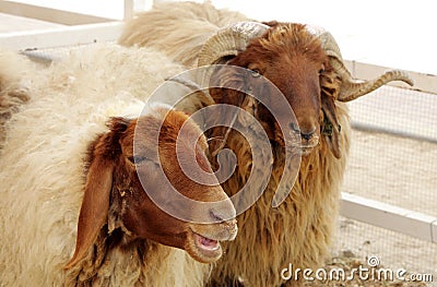 Beautiful Awassi Sheeps Royalty Free Stock Photography - Image: 25107567