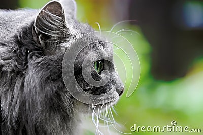 Beautiful Big Grey Cat With Green Eyes Stock Photography - Image: 1818052