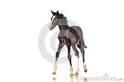 Beautiful Black Colt Horse Walks On A White Background. Isolate. Stock ...