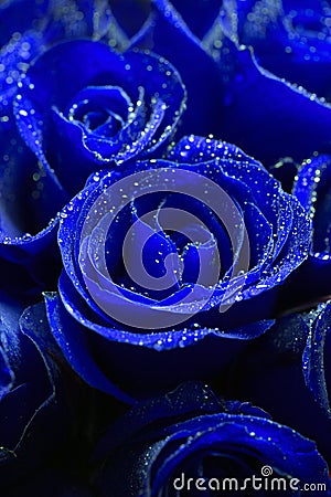 Beautiful Blue Roses Royalty Free Stock Photography - Image: 31597057