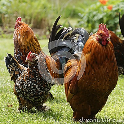 Beautiful Chickens Stock Images - Image: 31513134