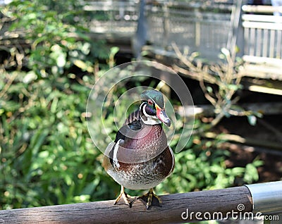 A Beautiful Colorful Bird In An Aviary Stock Photography ...