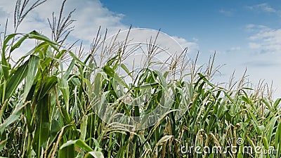 Beautiful Corn Field at Summer Stock Footage - Video of season, rural ...