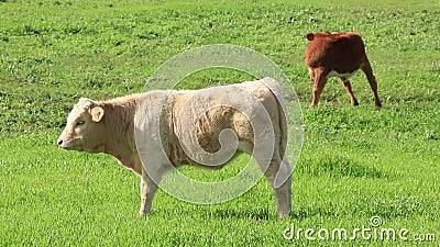 Beautiful Cows in Green Fields Stock Video - Video of grass, attracts ...