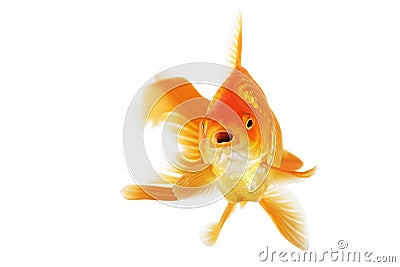 Beautiful Fantail Goldfish Stock Photo - Image: 10227230