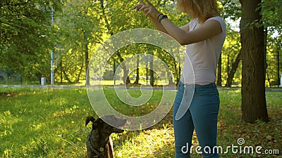 Beautiful Girl Handler Training a Dog Stock Video - Video of handler ...