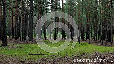 Beautiful Green Forest, Tracking Shot. Stock Video - Video of motion ...