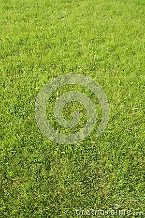 Beautiful Lawn Royalty Free Stock Images - Image: 5754669