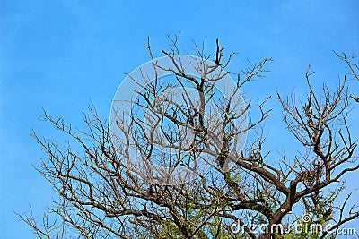 Beautiful Leaveless Tree In Blue Sky Background Hd Stock Photography ...