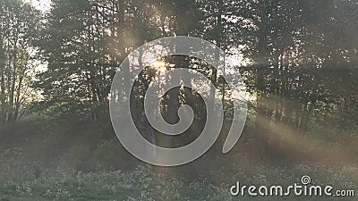 Beautiful Morning Scenery in the Forest, with the Sun Casting Sun Rays ...