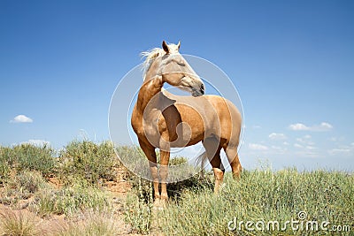 Beautiful Mustang Horse In A Field Stock Photos - Image: 15091573