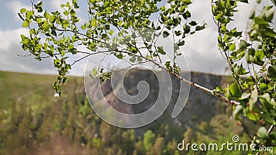 Beautiful Plan of Tree Branches Swaying in the Wind. Beautiful Mountain ...