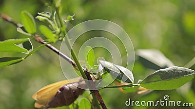 A Beautiful Praying Mantis that Basks in the Sun Stock Footage - Video ...