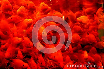 Beautiful Red Fish Royalty Free Stock Photography - Image: 6982487
