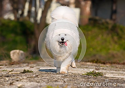 Samoyed Dog Running on Sea. Concept about Animals and Nature. Stock ...