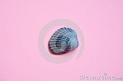 Sea Shell On A Pink Background. Stock Photography | CartoonDealer.com ...