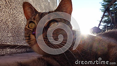 Beautiful Shot of a Tabby Cat Staring at the Camera Stock Video - Video ...