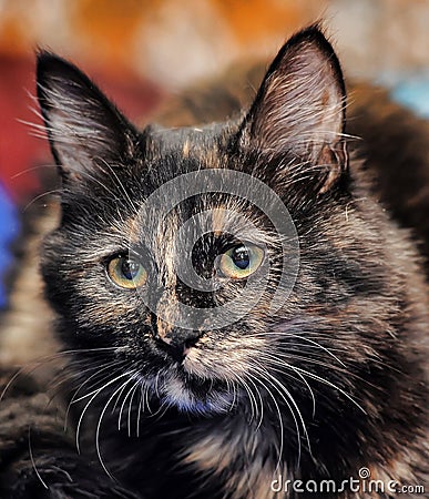 Beautiful Tortie Cat Royalty-Free Stock Photography | CartoonDealer.com ...