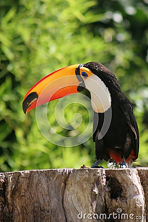 Beautiful Toucan Royalty Free Stock Photography - Image: 3221047