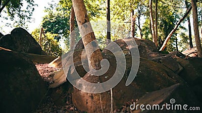 A Beautiful Tree Full of Leaves Standing Inside the Forest with the ...