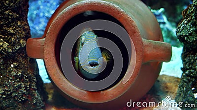 Beautiful Tropical Fish Looking from Amphora Lying on Sea Bottom ...