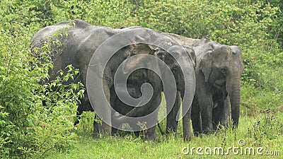 Beautiful View of a Group of Asian Elephants on a Natural Background ...