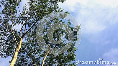 Beautiful View of Tree Leaves Blowing in the Wind Stock Footage - Video ...