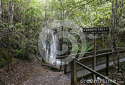 O'Gradys Falls Waterfall Deep In The Rainforest Surrounded By Ferns Royalty-Free Stock Photo ...