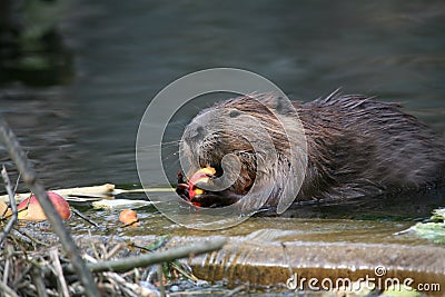 Beaver Tail stock image. Image of rodent, american, aquatic - 49145217